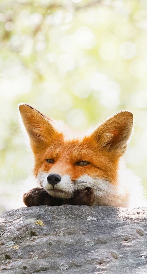 I FOUND IT, but I once again, need your support. I found the picture I ...