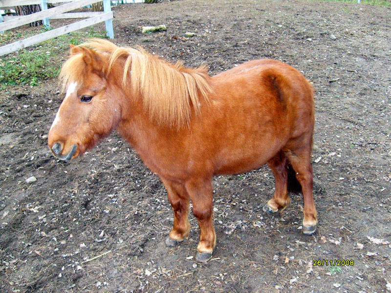 Page 2 of comments at For Bronies