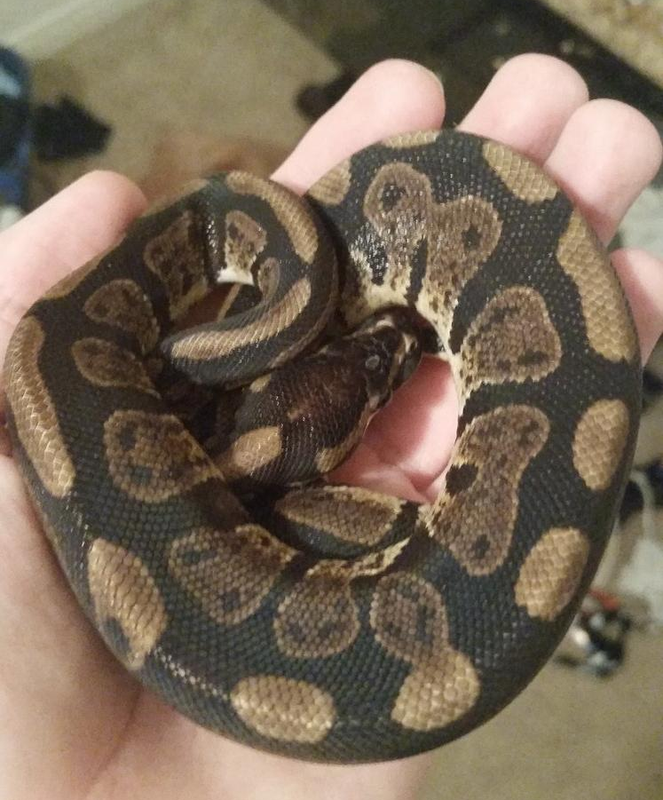 Page 2 of comments at fancy snek