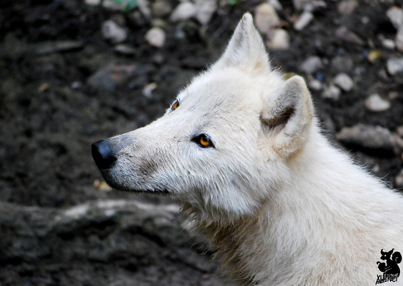 Page 1 of comments at Just a girl with her pet wolf