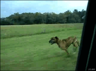 retarded dog