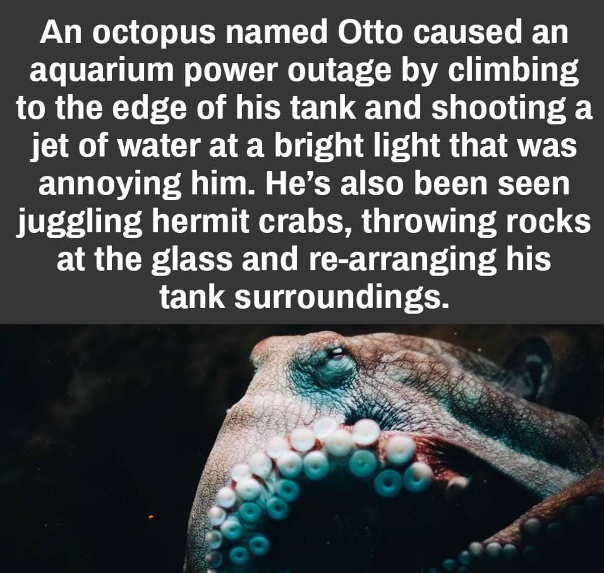 Cthulhu Octopus Memes