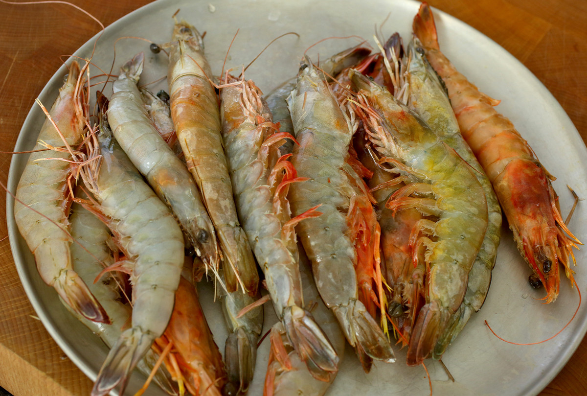 Shrimp shrimp