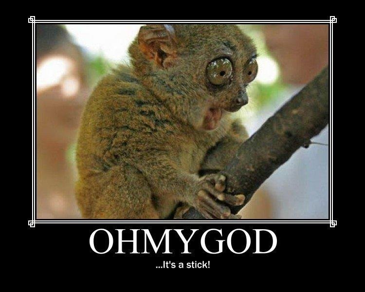Tarsier